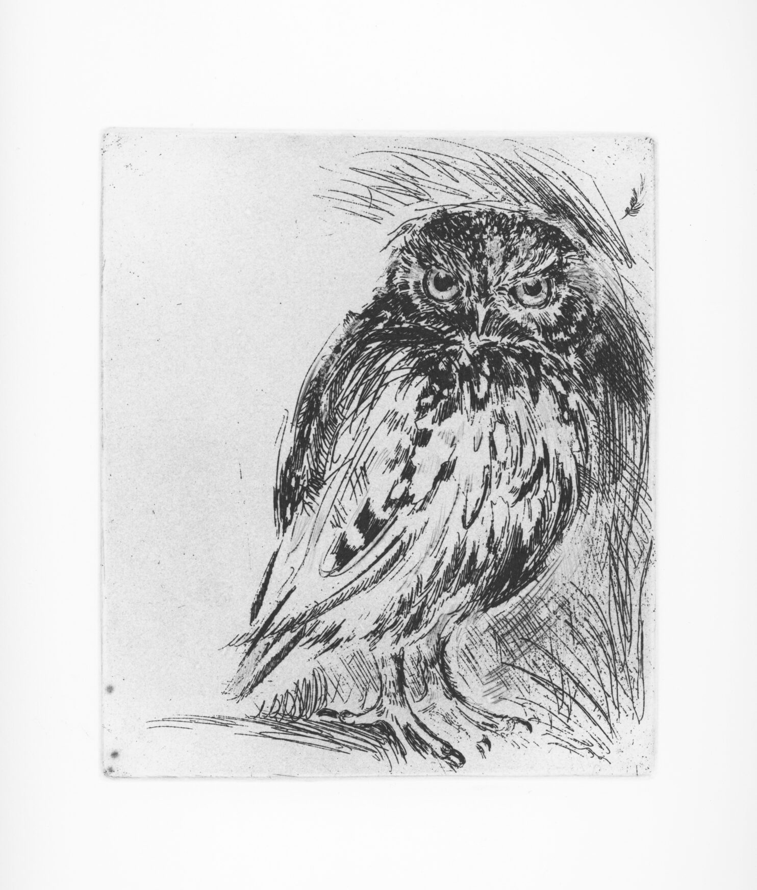 Little Owl - Highland Print Studio
